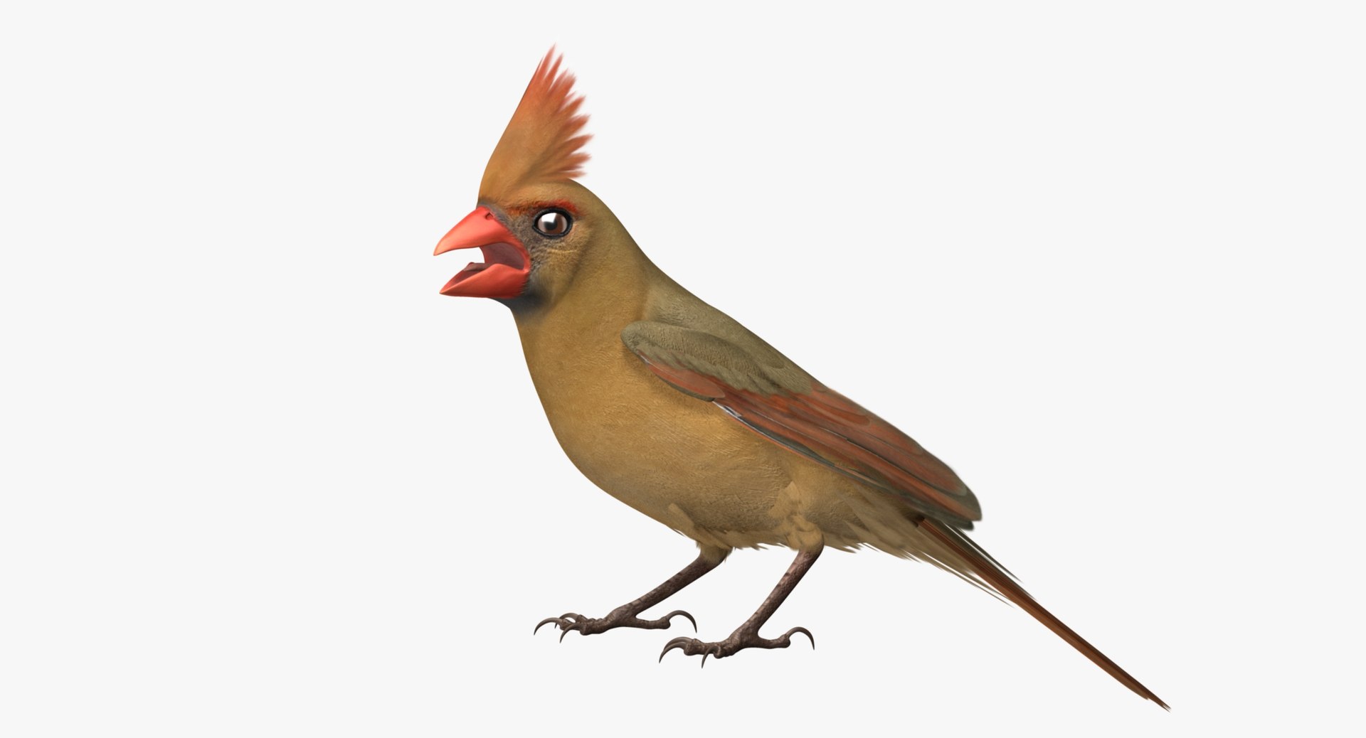 Cardinalis Northern Cardinal Female Rigged 3d Model