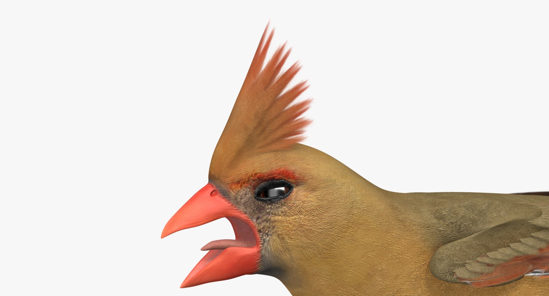 Cardinalis Northern Cardinal Female Rigged 3d Model