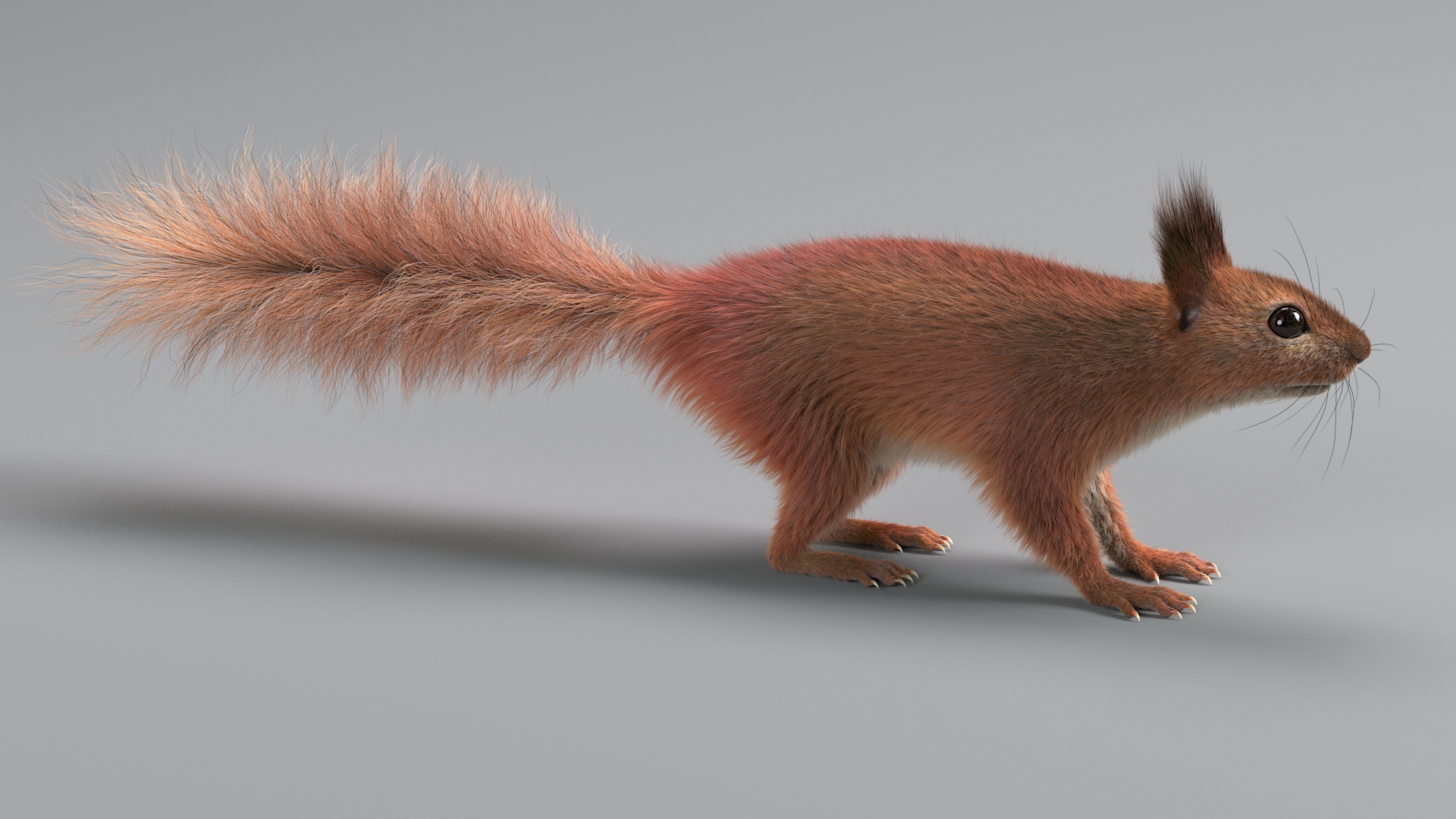 3D Squirrel Static Xgen - TurboSquid 2371953