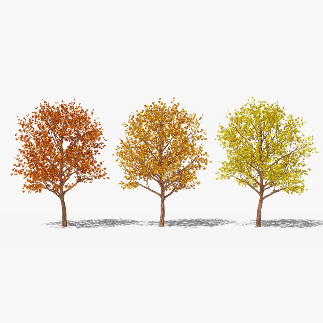 Stylized Cartoon Maples Set model - TurboSquid 2083098