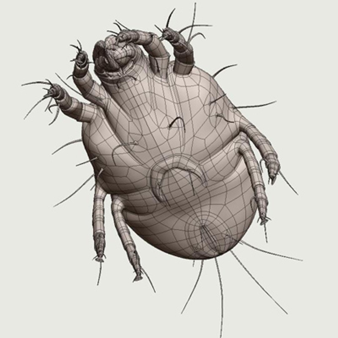 3d House Dust Mite