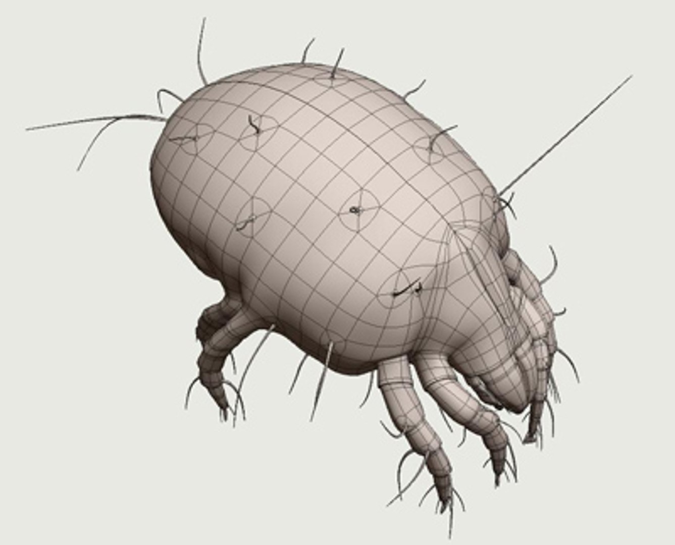 3d House Dust Mite