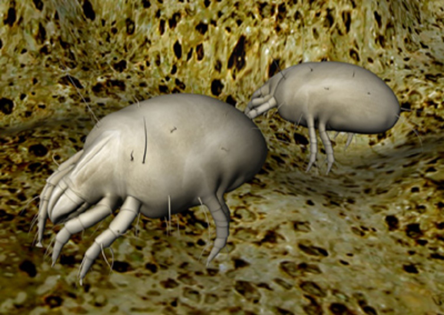3d House Dust Mite