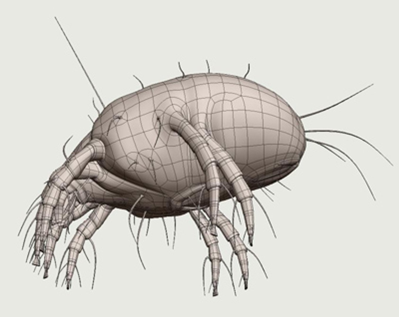 3d House Dust Mite
