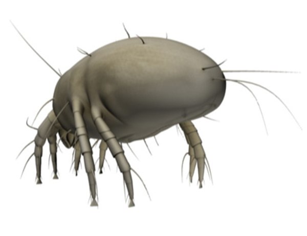3d house dust mite