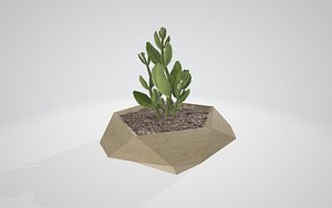 Plants Sedum 3D Models for Download | TurboSquid