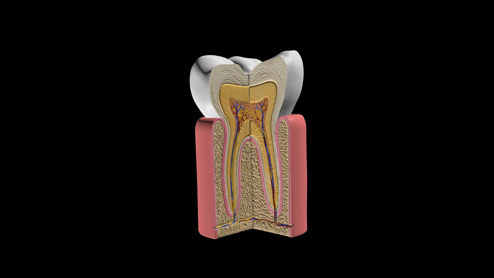 ToothMolar Tooth Section - Human Anatomy 3D Model - TurboSquid 1987210