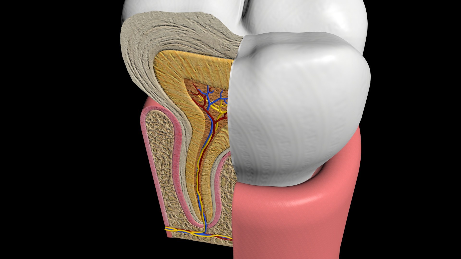 ToothMolar Tooth Section - Human Anatomy 3D Model - TurboSquid 1987210