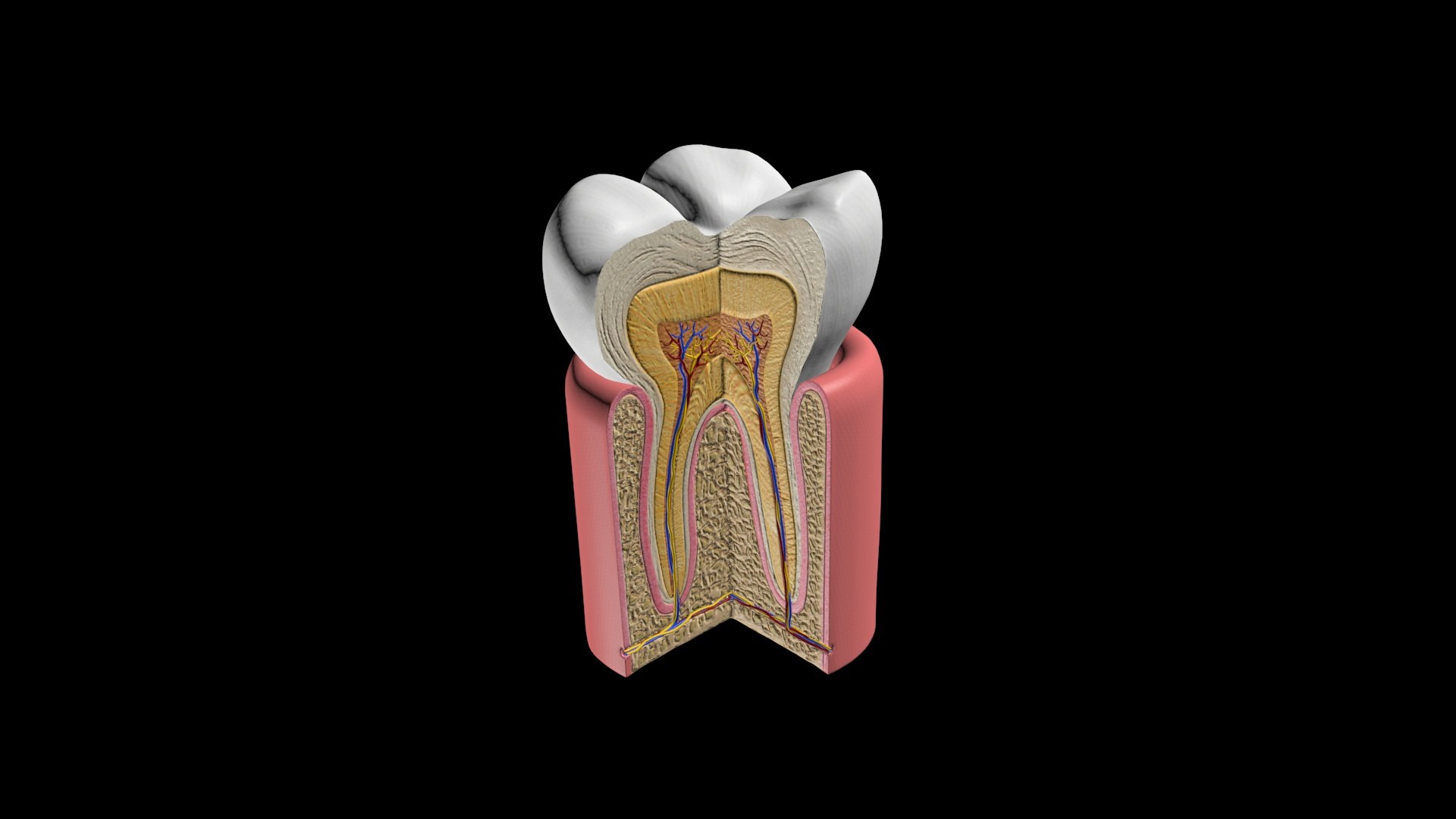 ToothMolar Tooth Section - Human Anatomy 3D Model - TurboSquid 1987210