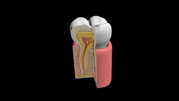 modelo 3d Sección del diente molar - Anatomía humana - TurboSquid 1987210