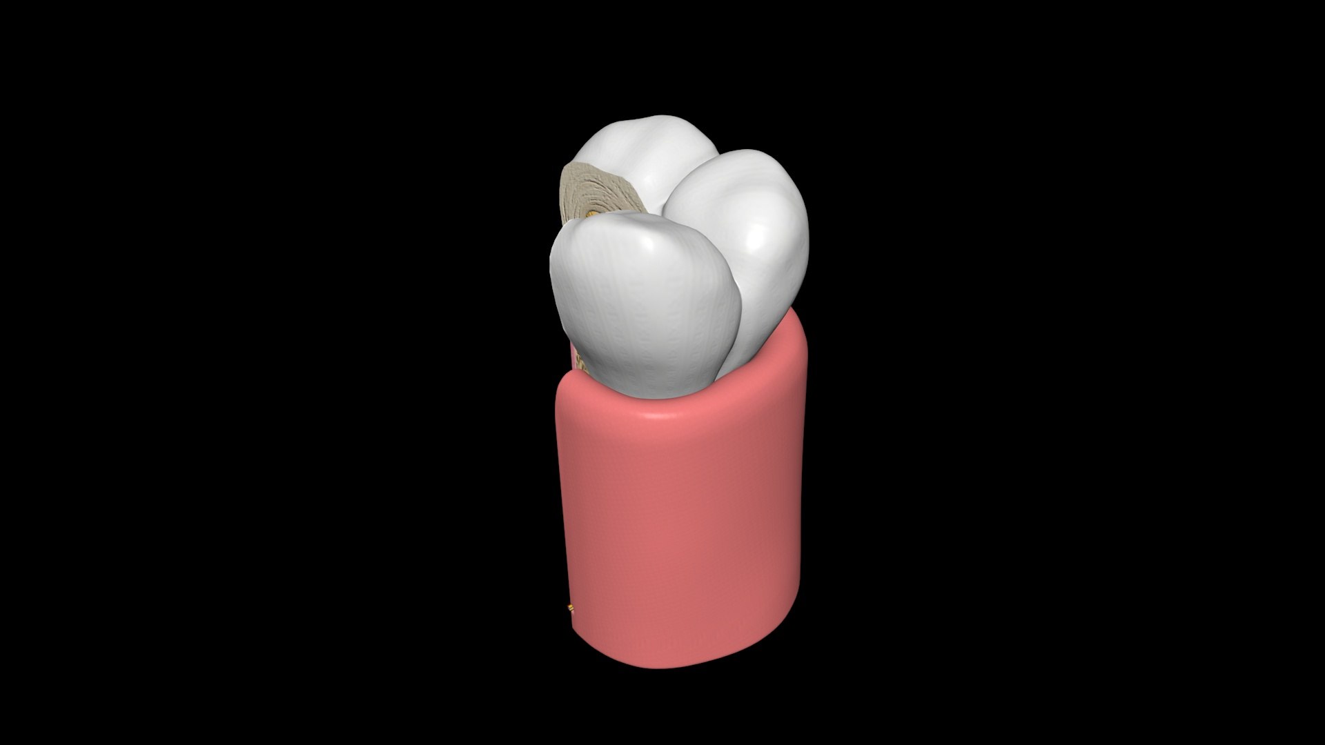 ToothMolar Tooth Section - Human Anatomy 3D Model - TurboSquid 1987210