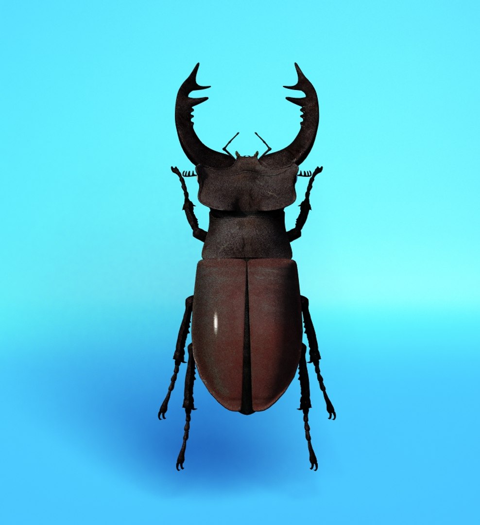 Stag Beetle Lwo