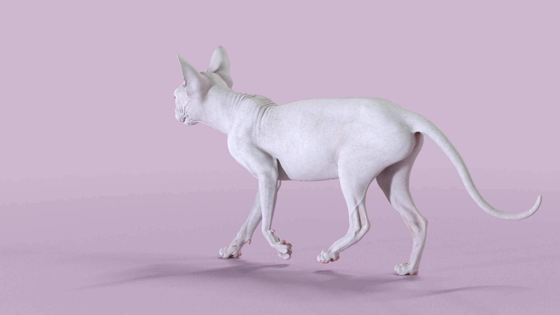 3D sphynx cat walking pose model - TurboSquid 1665006