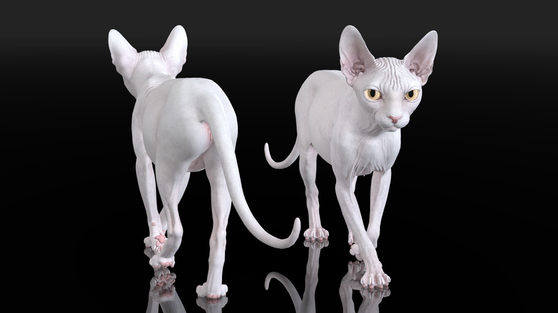 3D sphynx cat walking pose model - TurboSquid 1665006