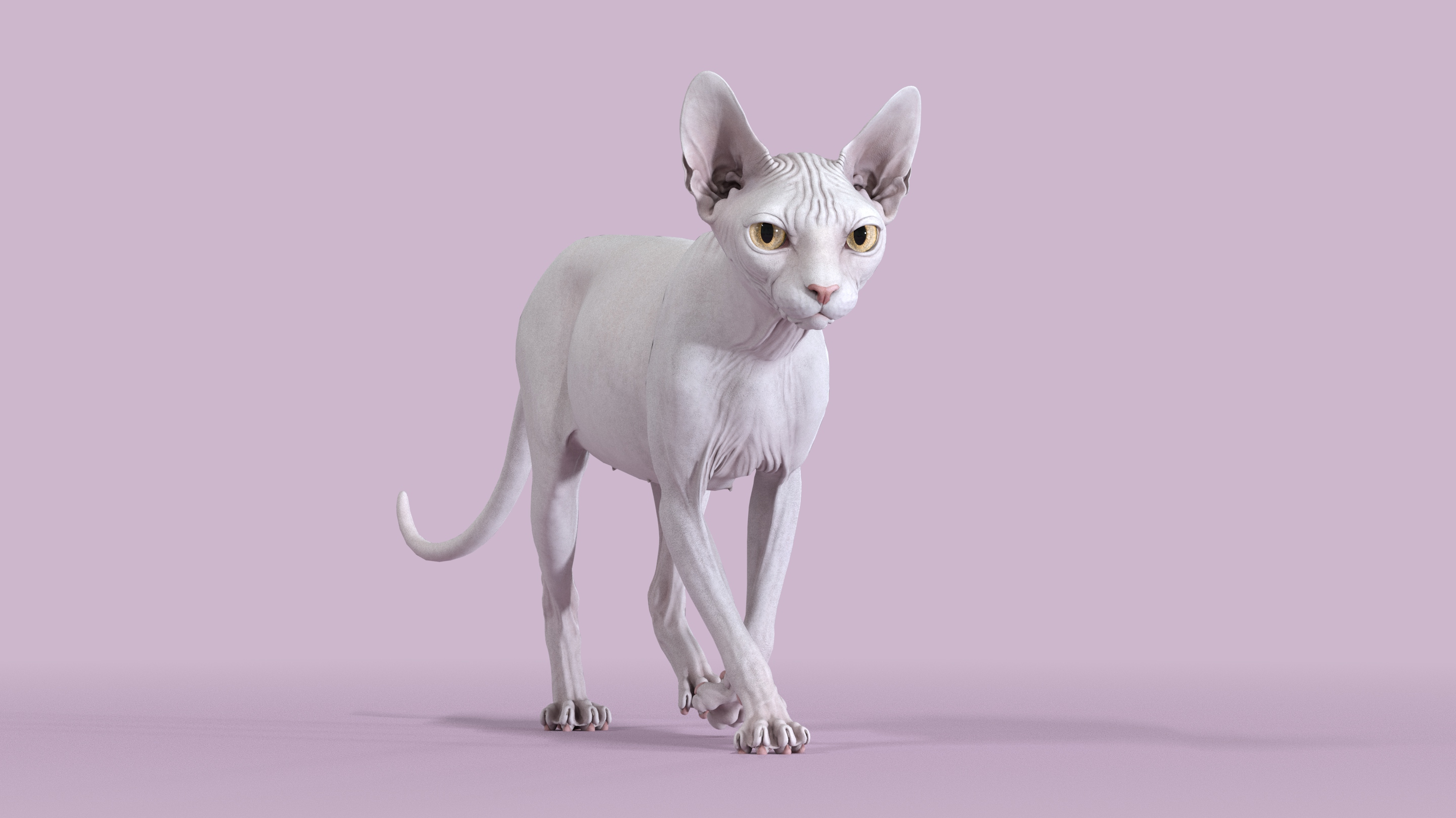 3D sphynx cat walking pose model - TurboSquid 1665006