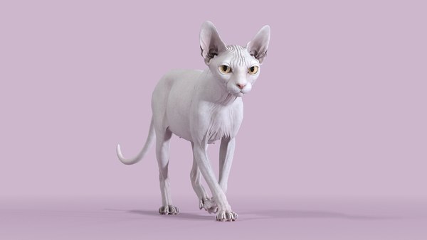 3D sphynx cat walking pose model - TurboSquid 1665006
