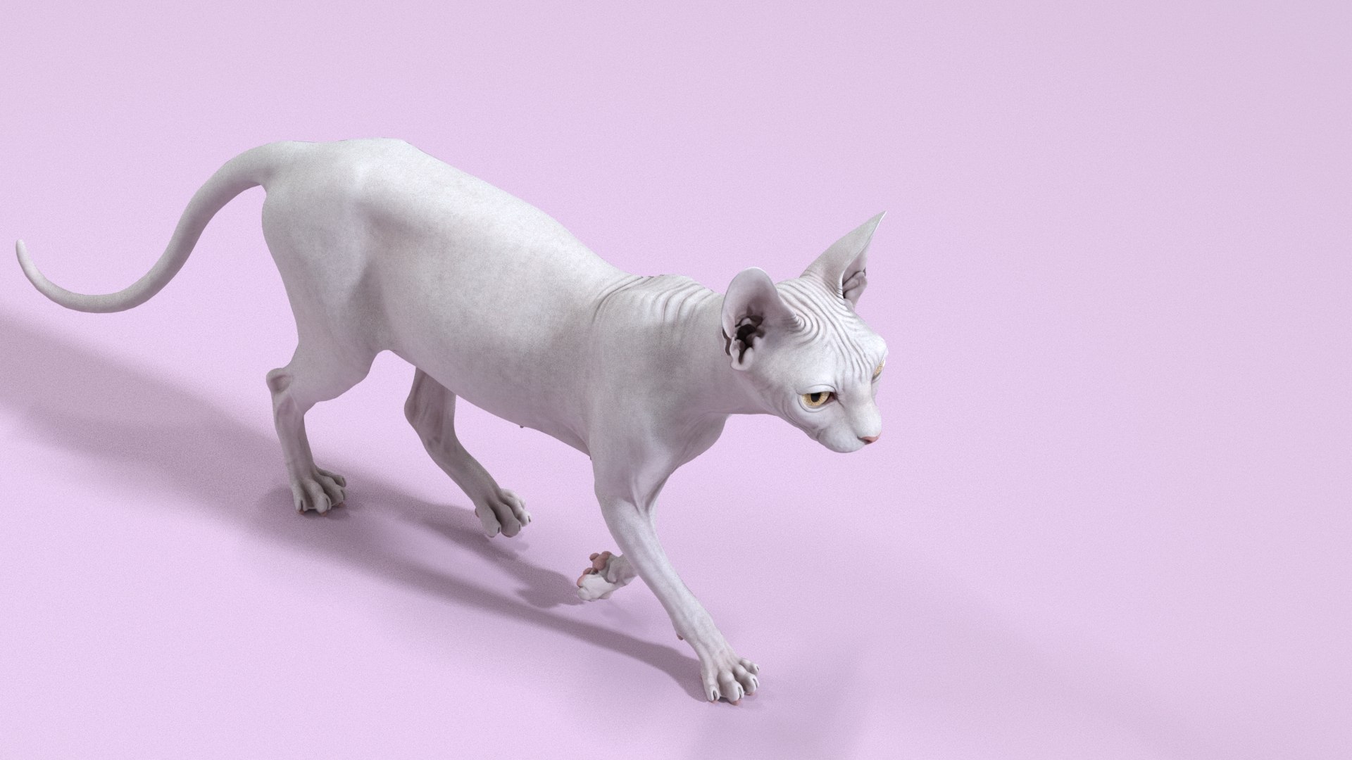 3D sphynx cat walking pose model - TurboSquid 1665006