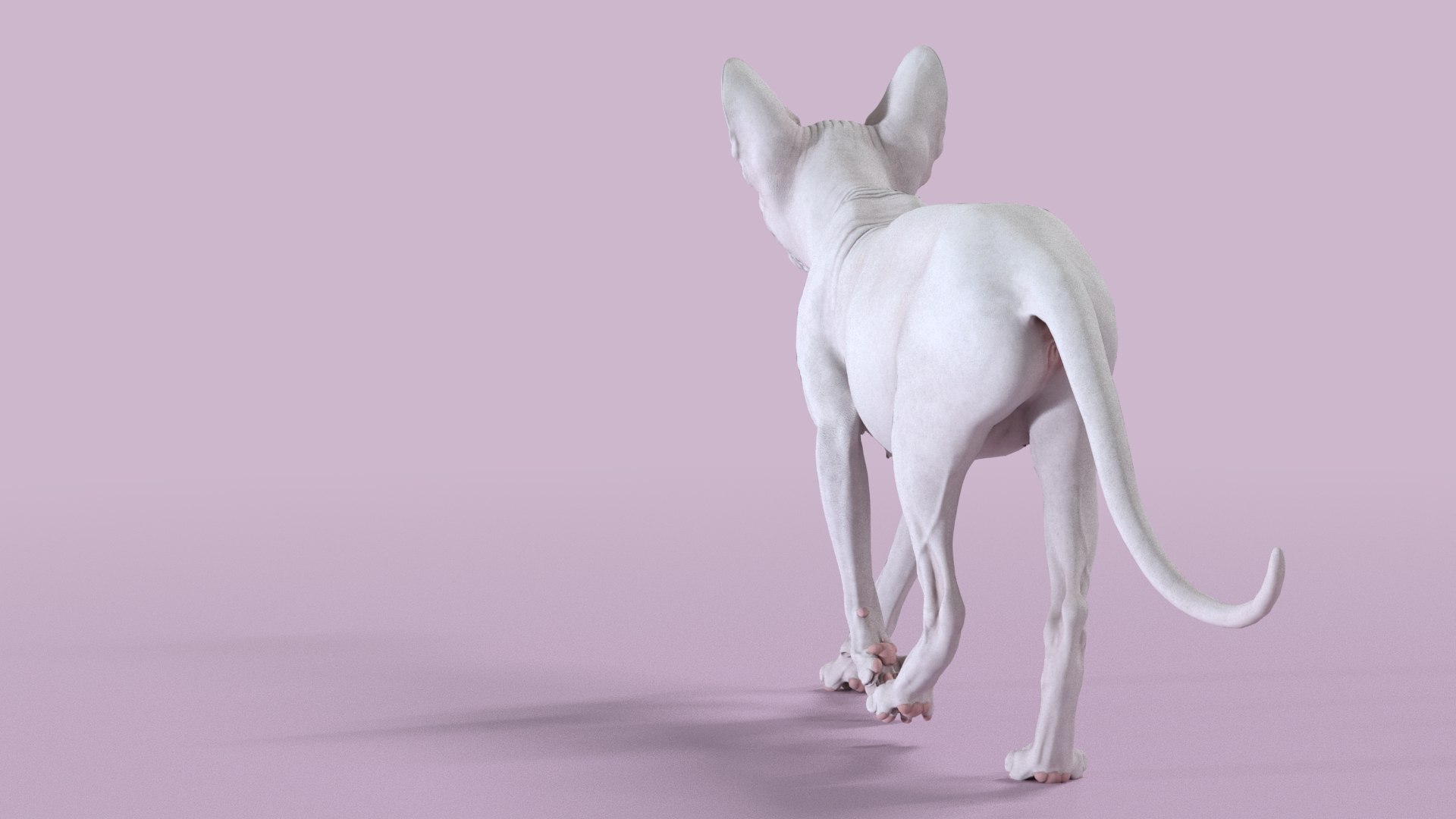 3D sphynx cat walking pose model - TurboSquid 1665006