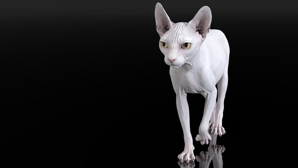 3D sphynx cat walking pose model - TurboSquid 1665006