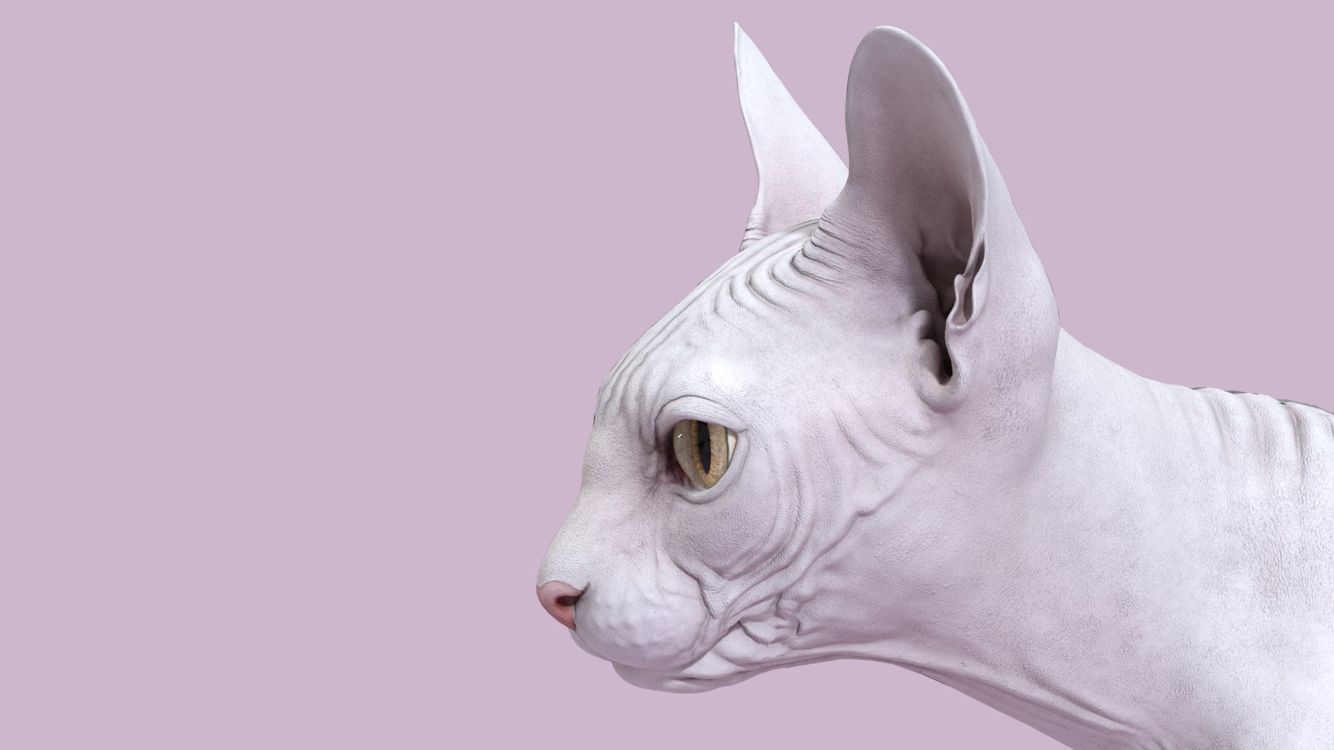 3D sphynx cat walking pose model - TurboSquid 1665006