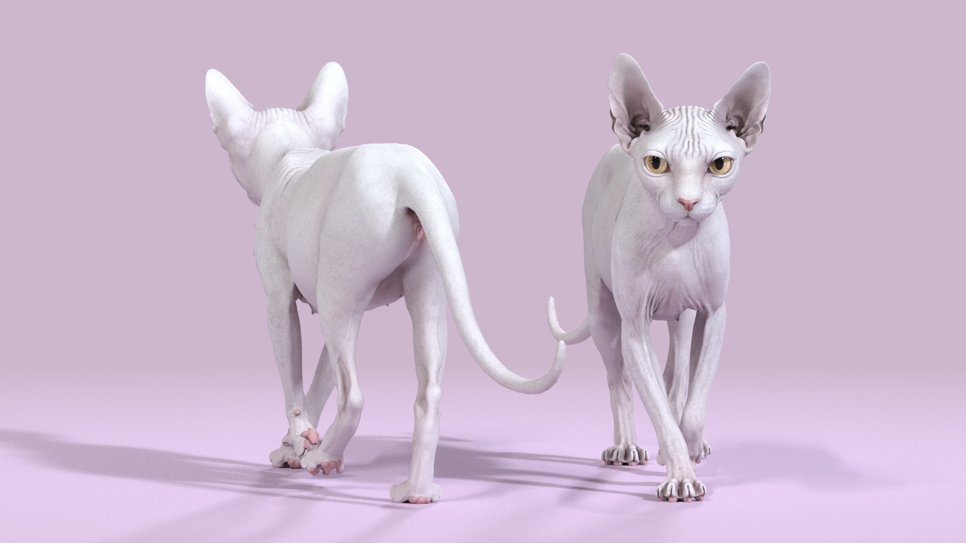3D sphynx cat walking pose model - TurboSquid 1665006