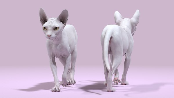 3D sphynx cat walking pose model - TurboSquid 1665006