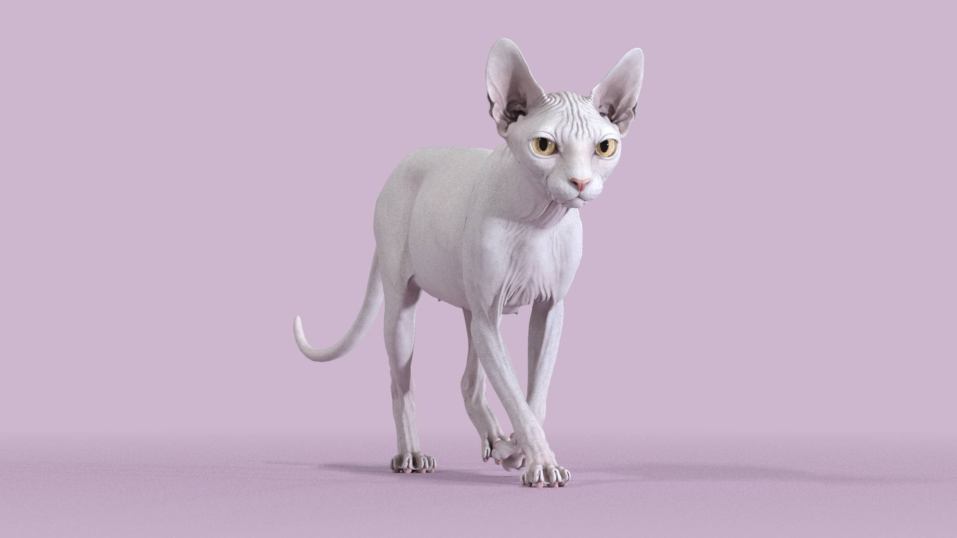 3D sphynx cat walking pose model - TurboSquid 1665006