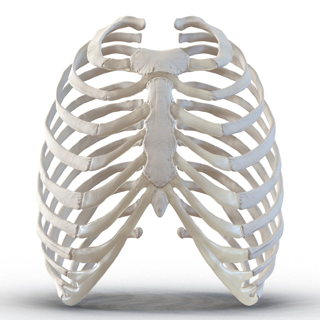 3d Female Ribcage Skeleton