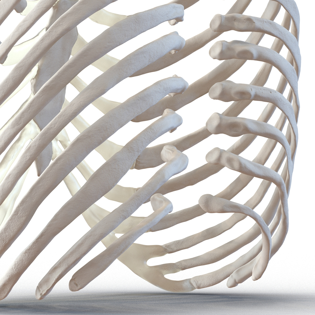 3d female ribcage skeleton