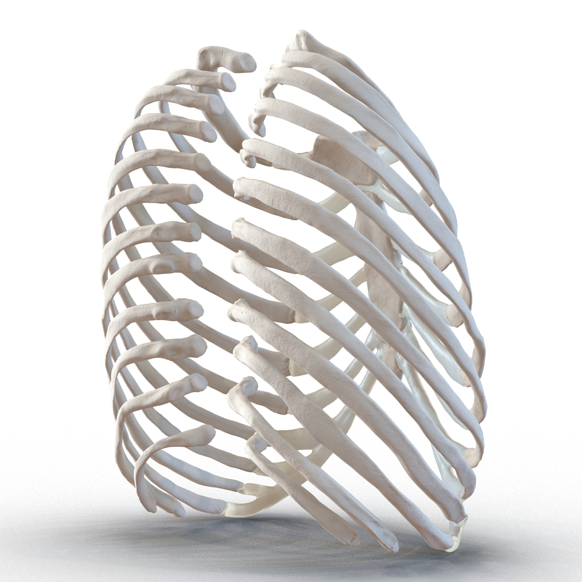 3d female ribcage skeleton
