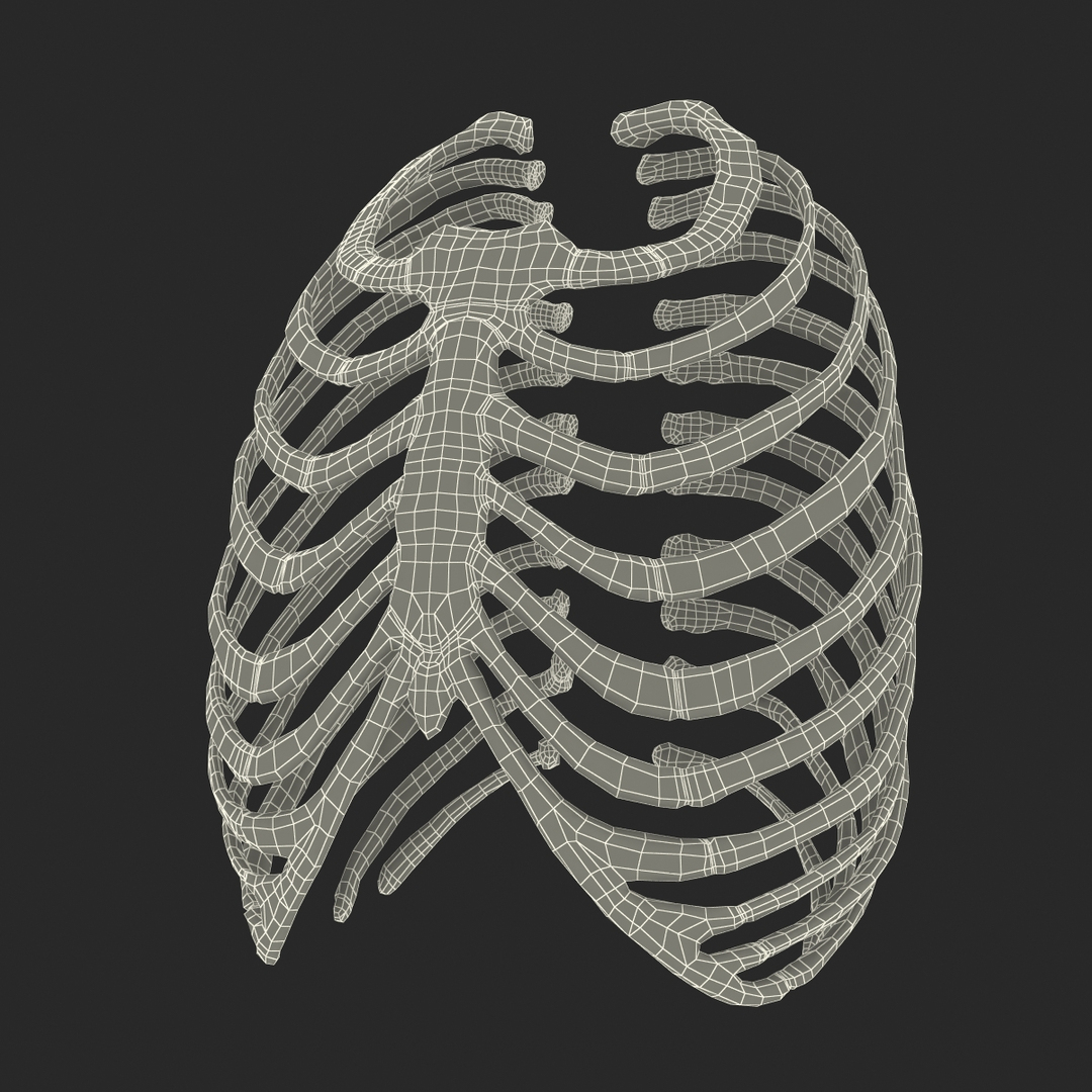 3d Female Ribcage Skeleton