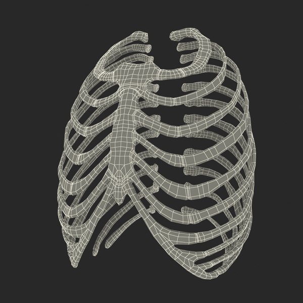 3d female ribcage skeleton