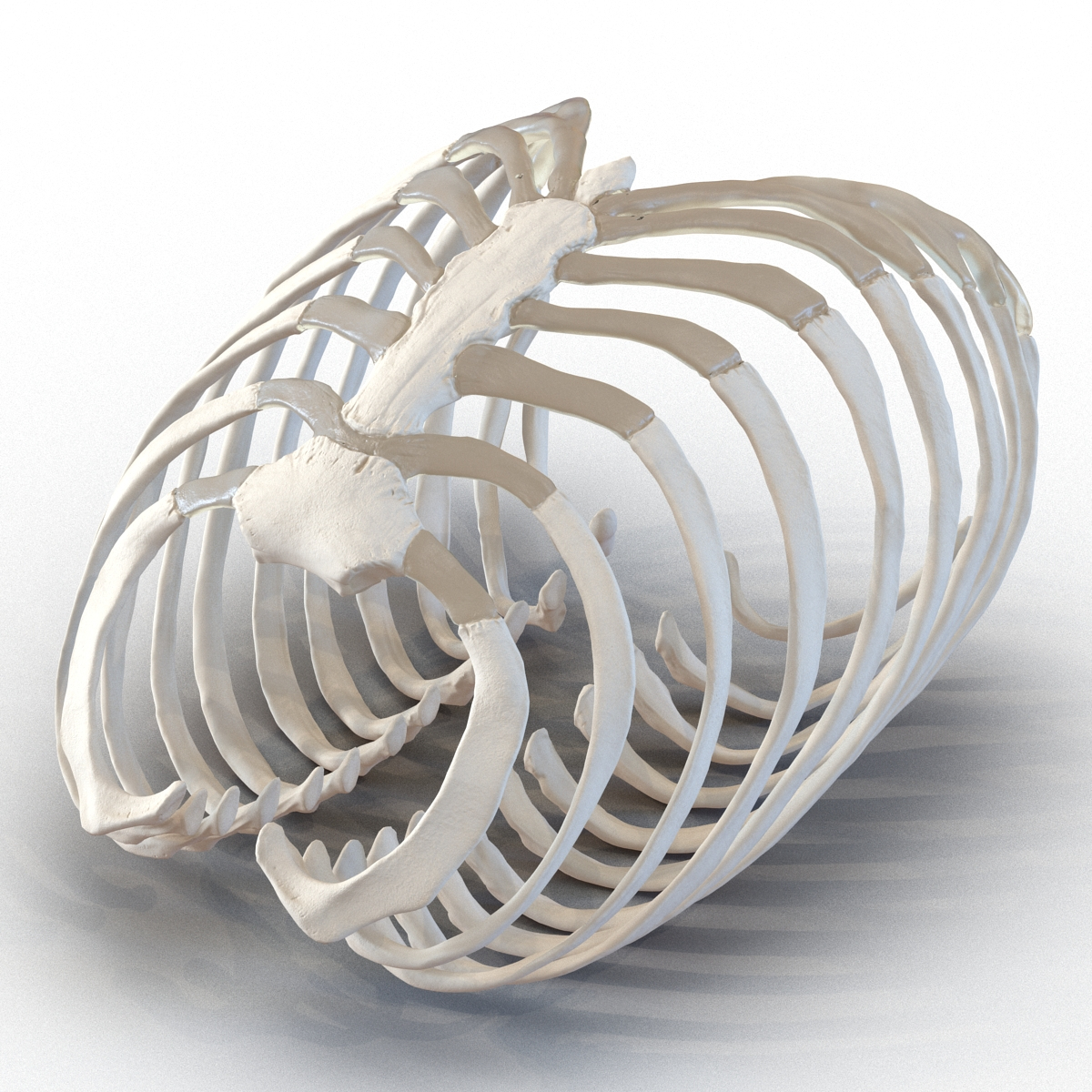 3d female ribcage skeleton