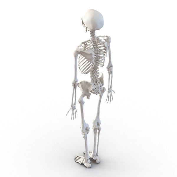 human male skeleton 3d c4d