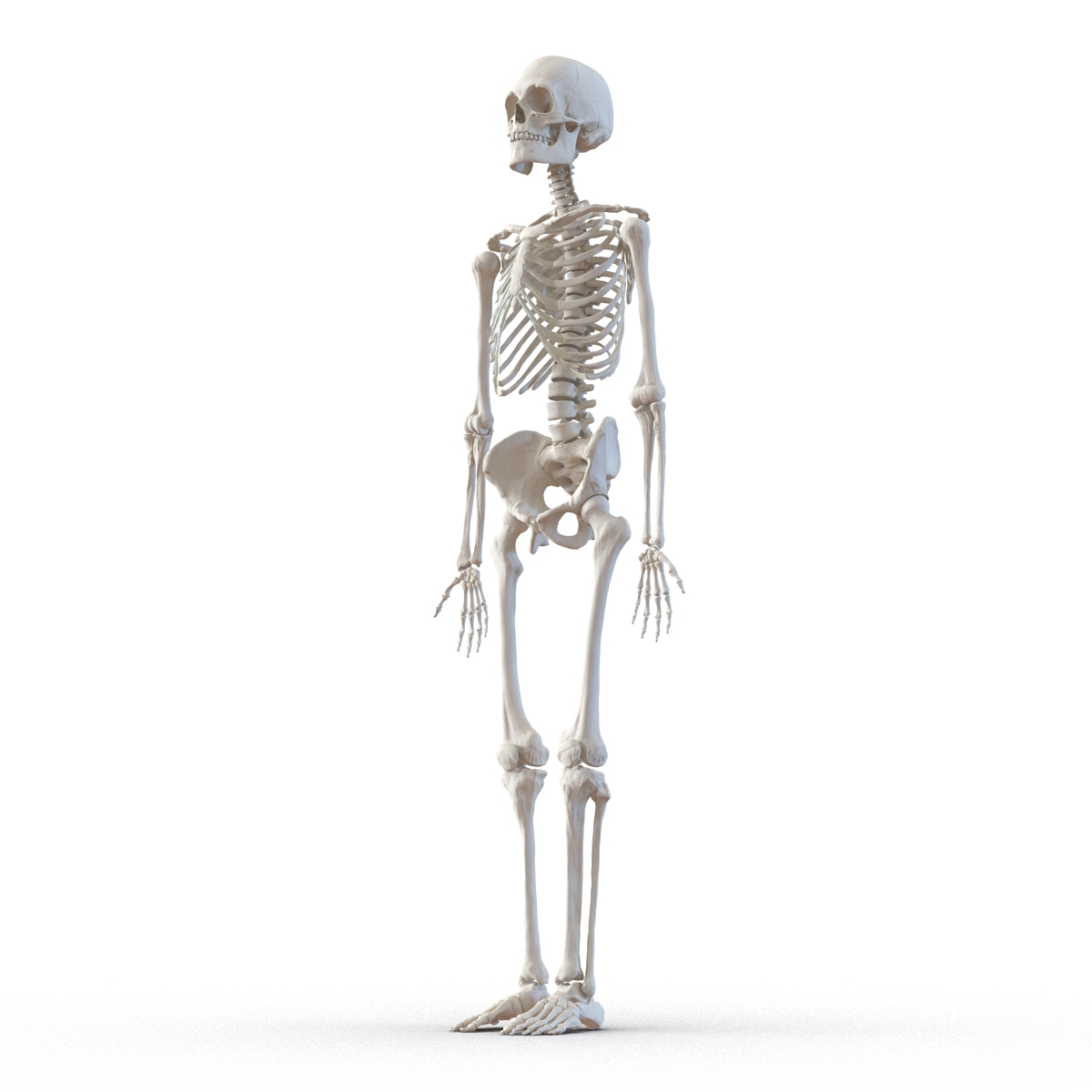 human male skeleton 3d c4d