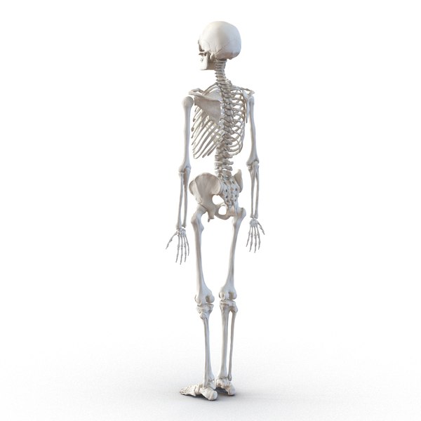 human male skeleton 3d c4d