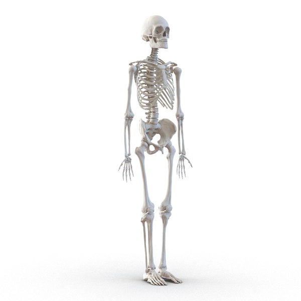 human male skeleton 3d c4d