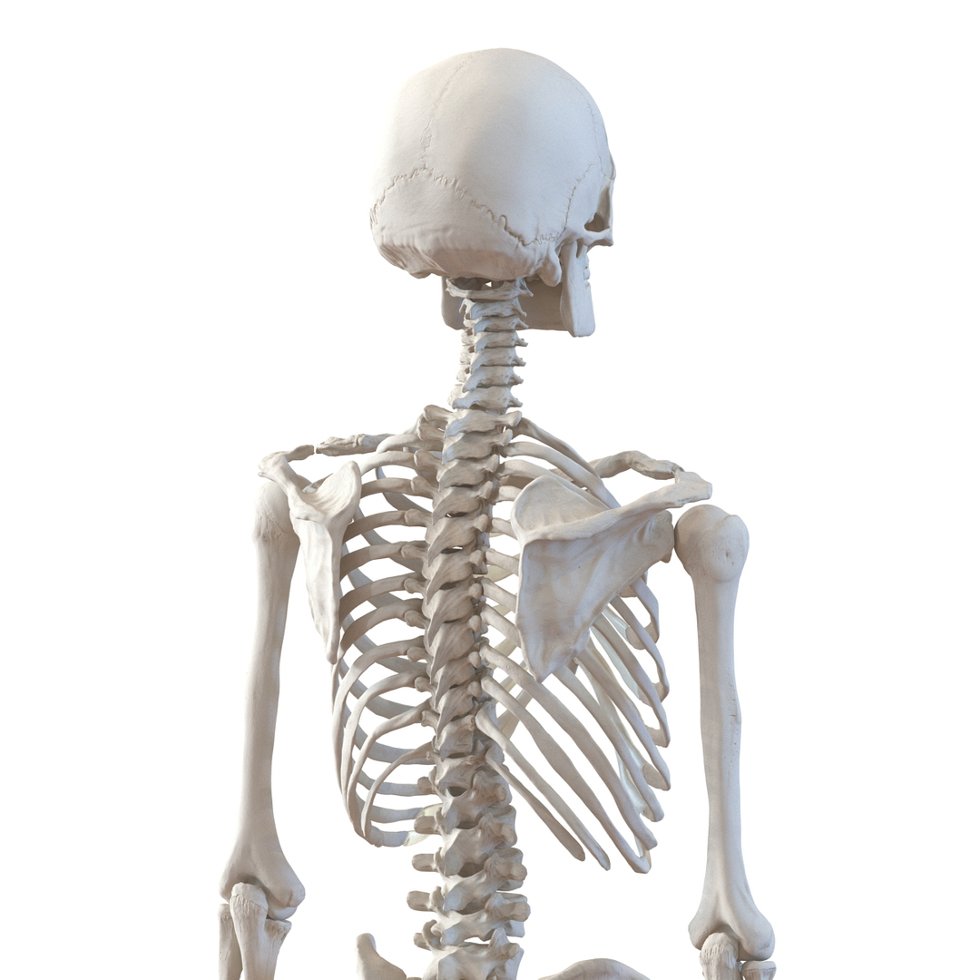 human male skeleton 3d c4d