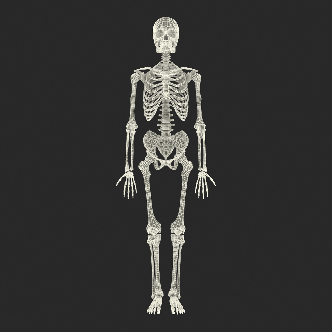 human male skeleton 3d c4d