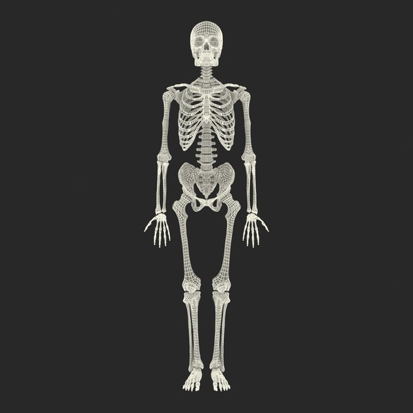 human male skeleton 3d c4d
