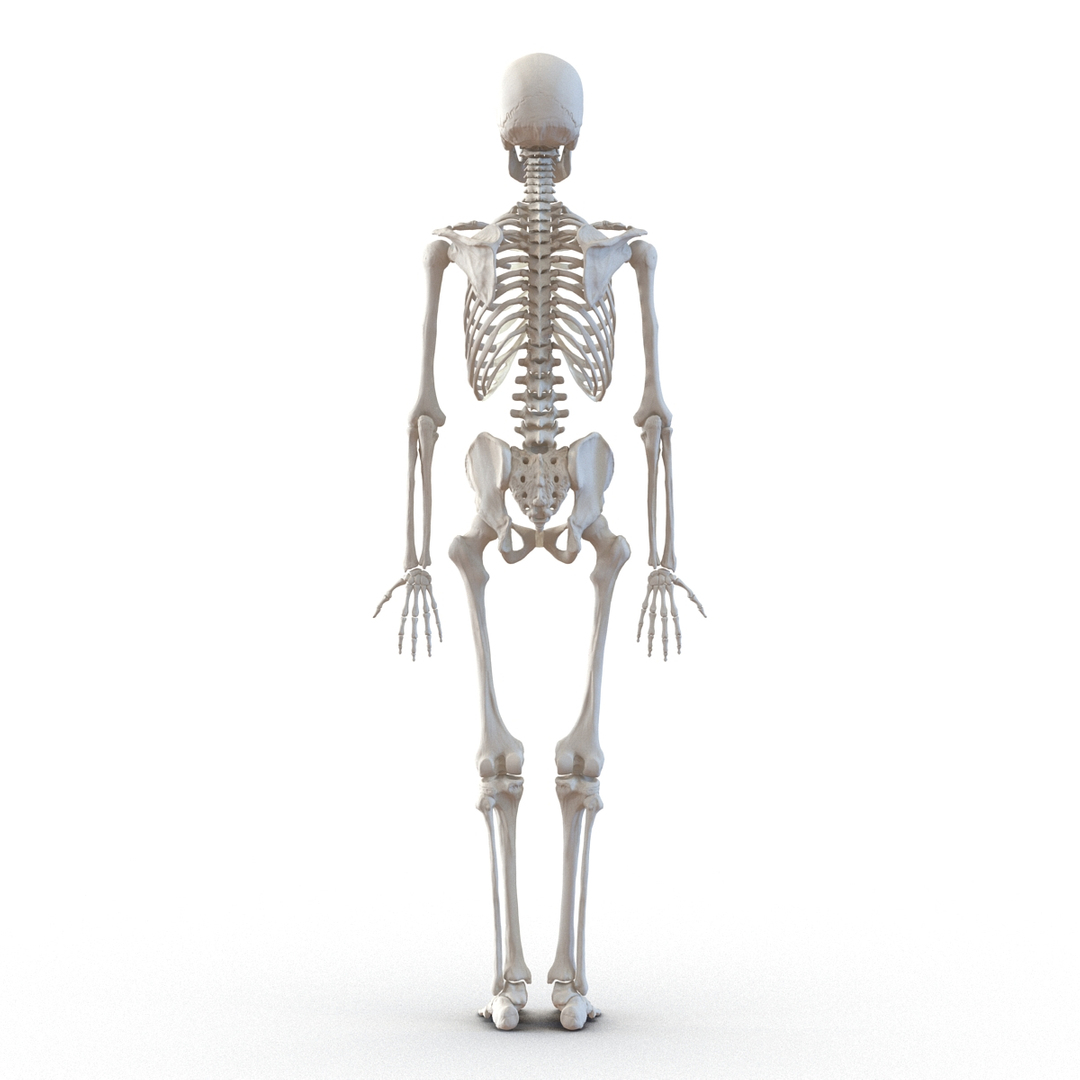 human male skeleton 3d c4d