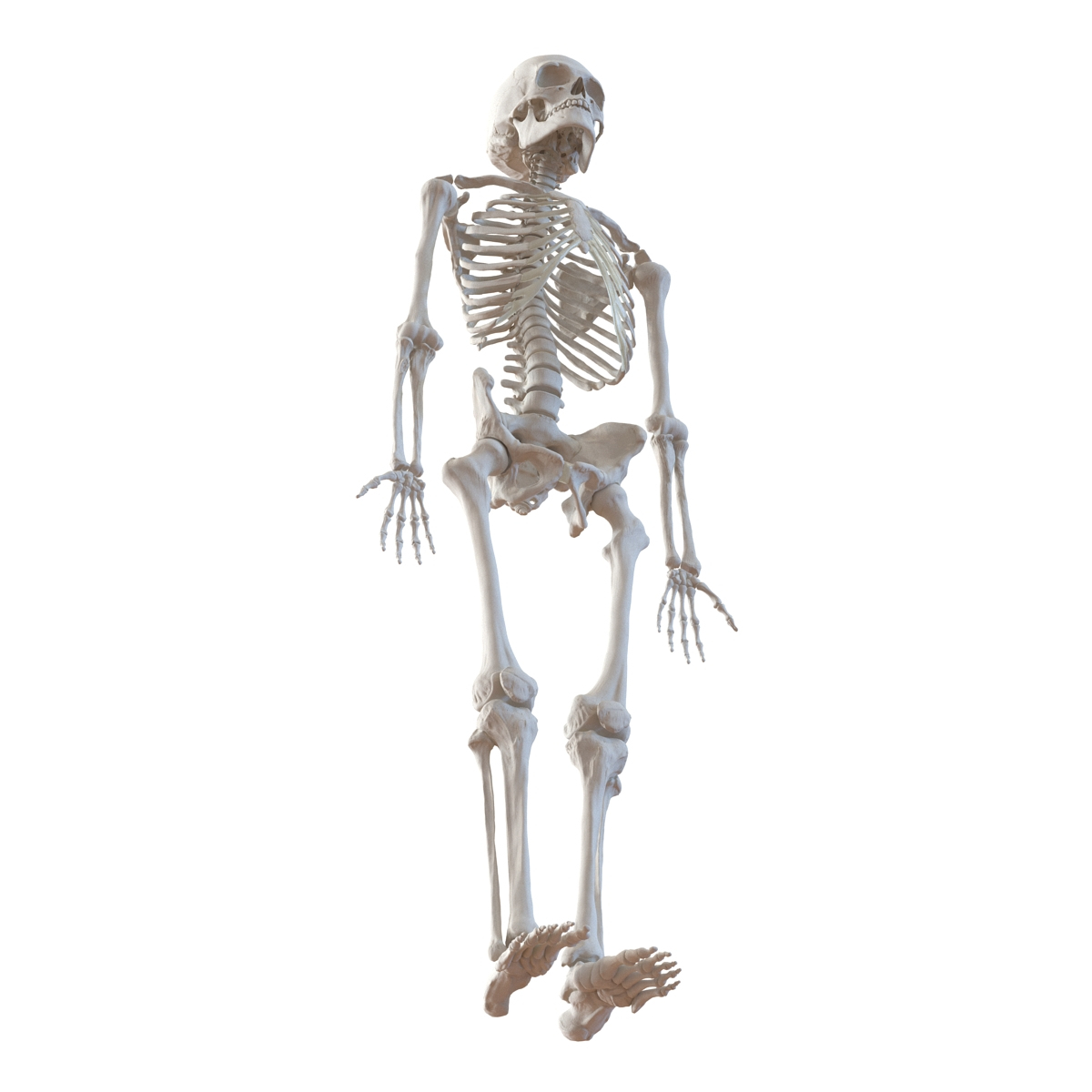 human male skeleton 3d c4d