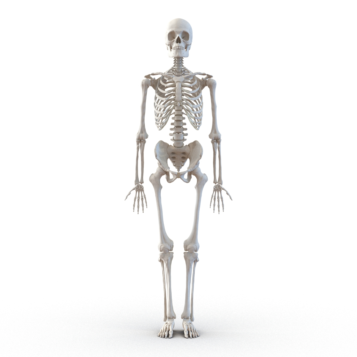 human male skeleton 3d c4d