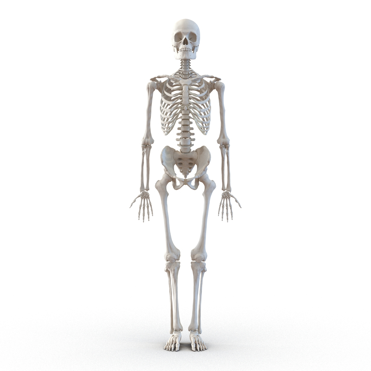human male skeleton 3d c4d