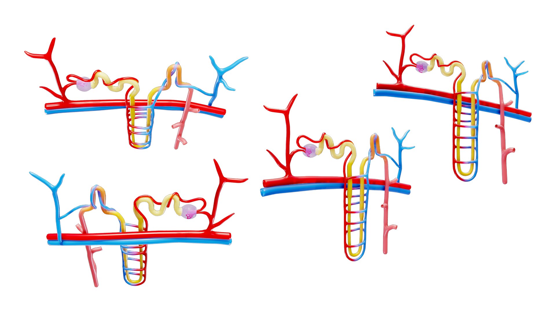 3D Kidney Nephron Structure Anatomy - TurboSquid 2151707