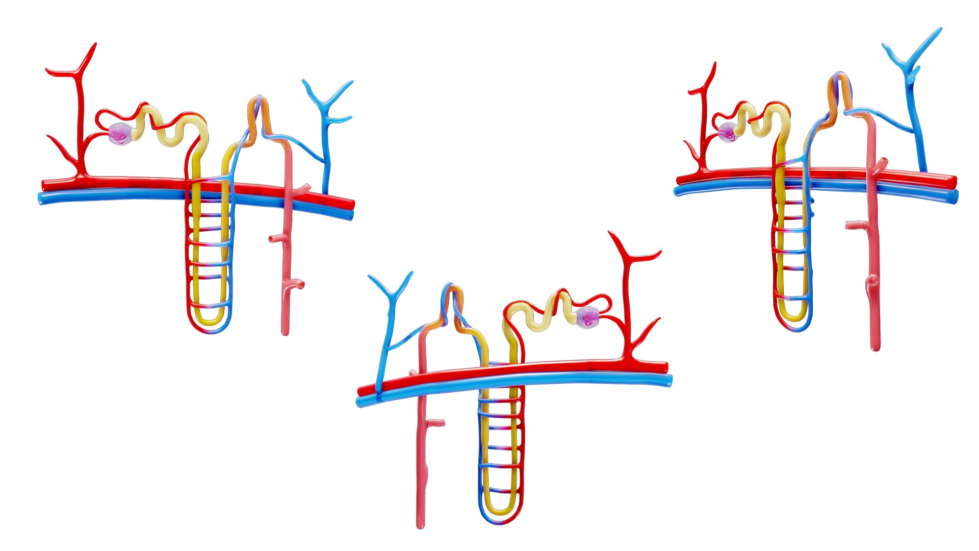 3D Kidney Nephron Structure Anatomy - TurboSquid 2151707
