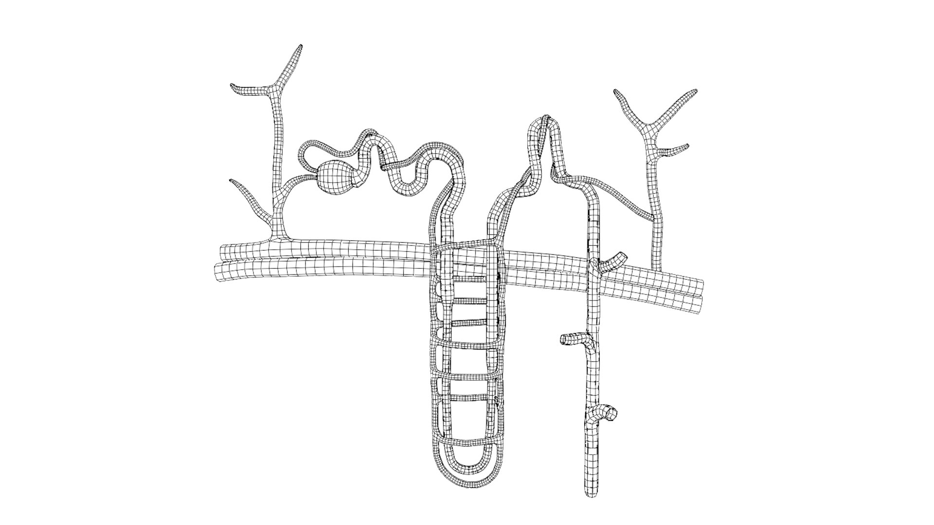 3D Kidney Nephron Structure Anatomy - TurboSquid 2151707