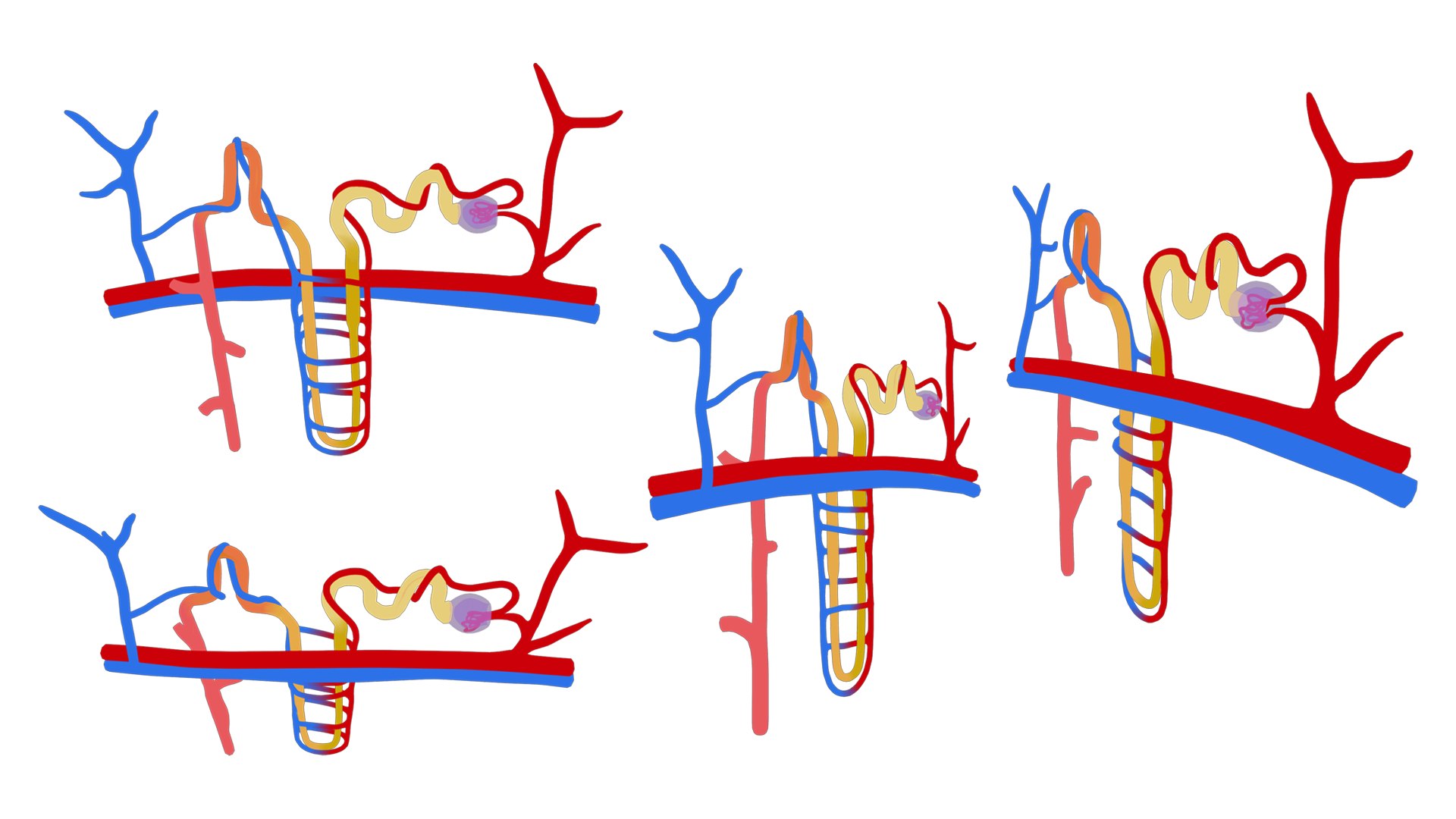 3D Kidney Nephron Structure Anatomy - TurboSquid 2151707