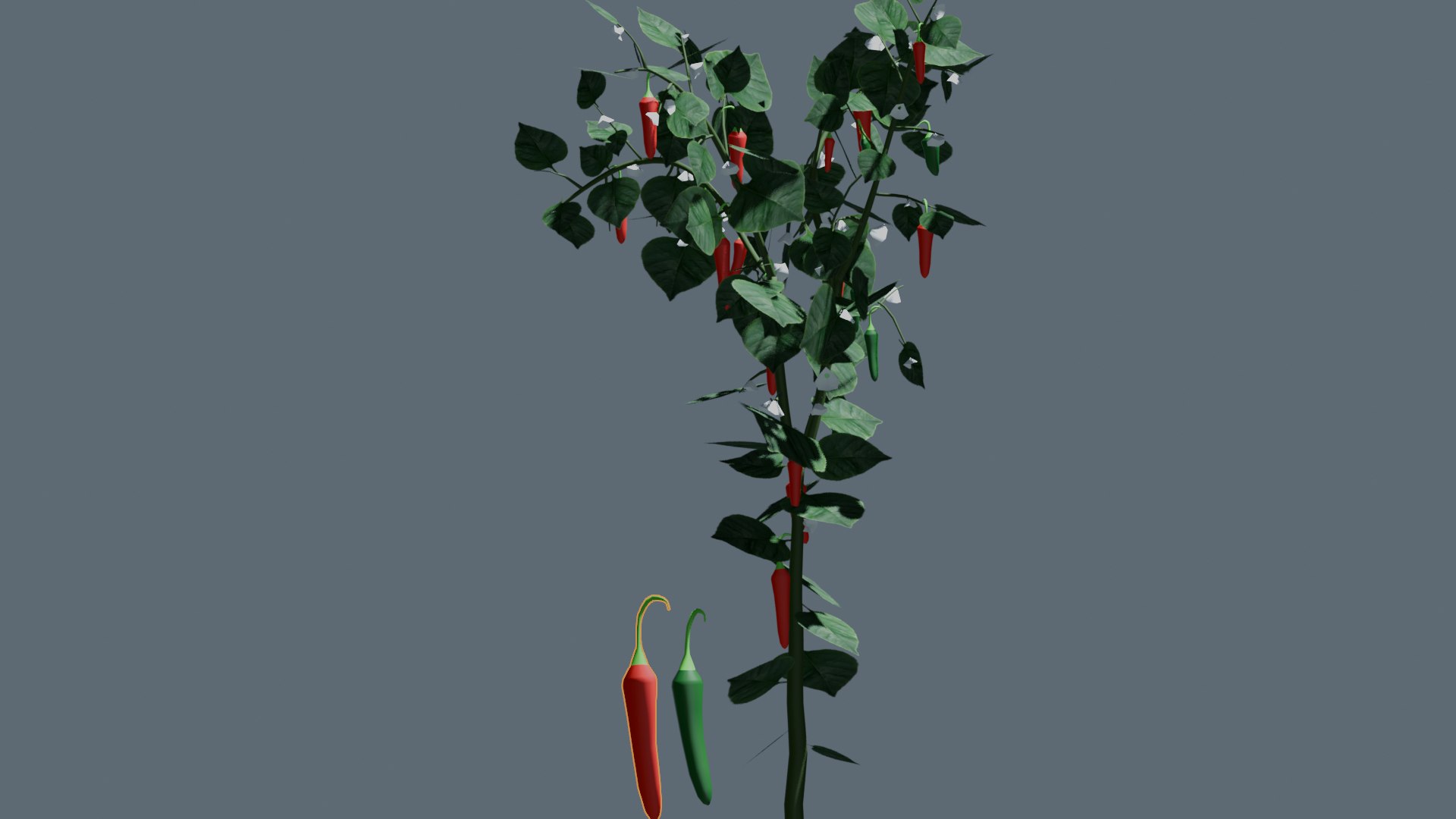 3D Chilli Plant - TurboSquid 2469092