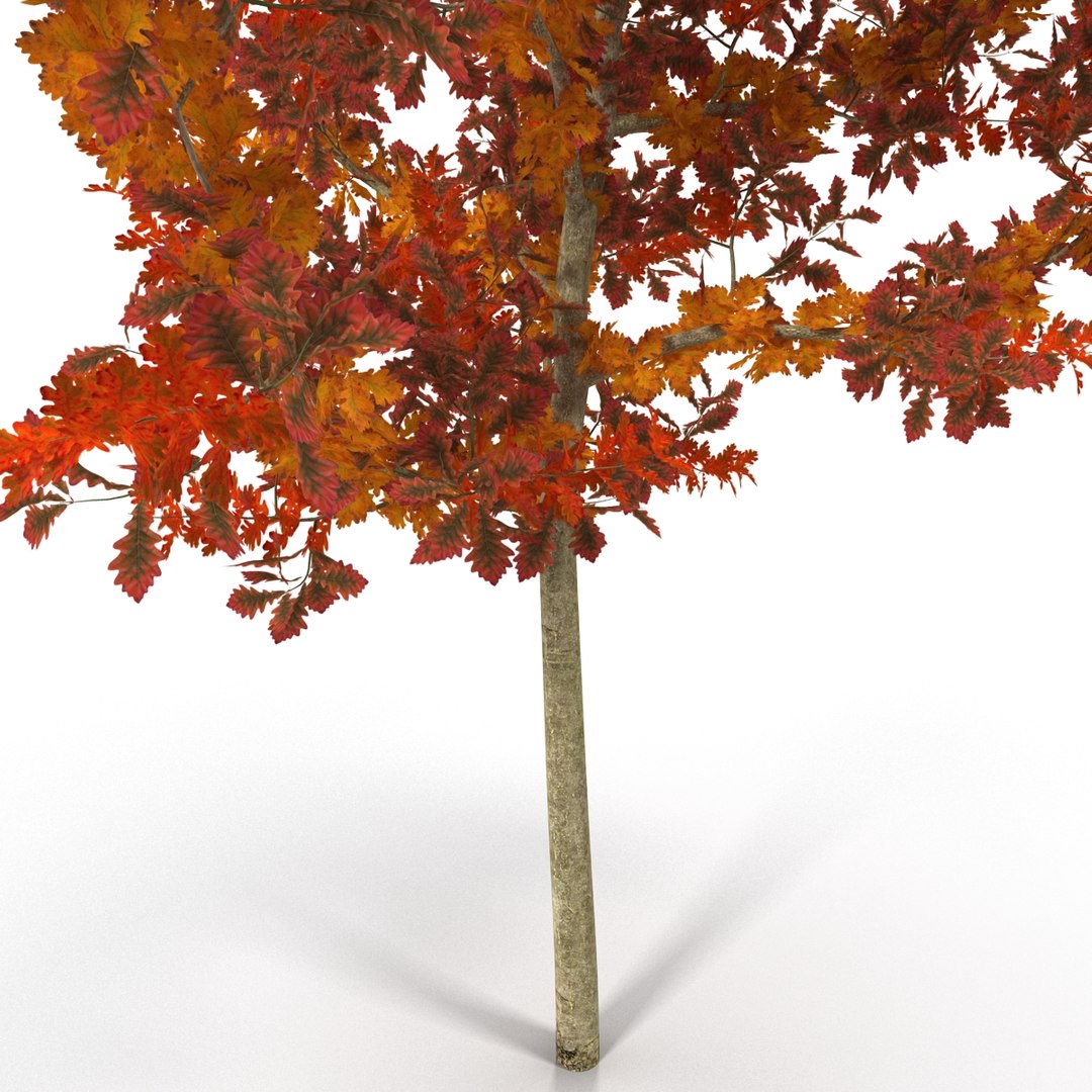 3d young white oak autumn model